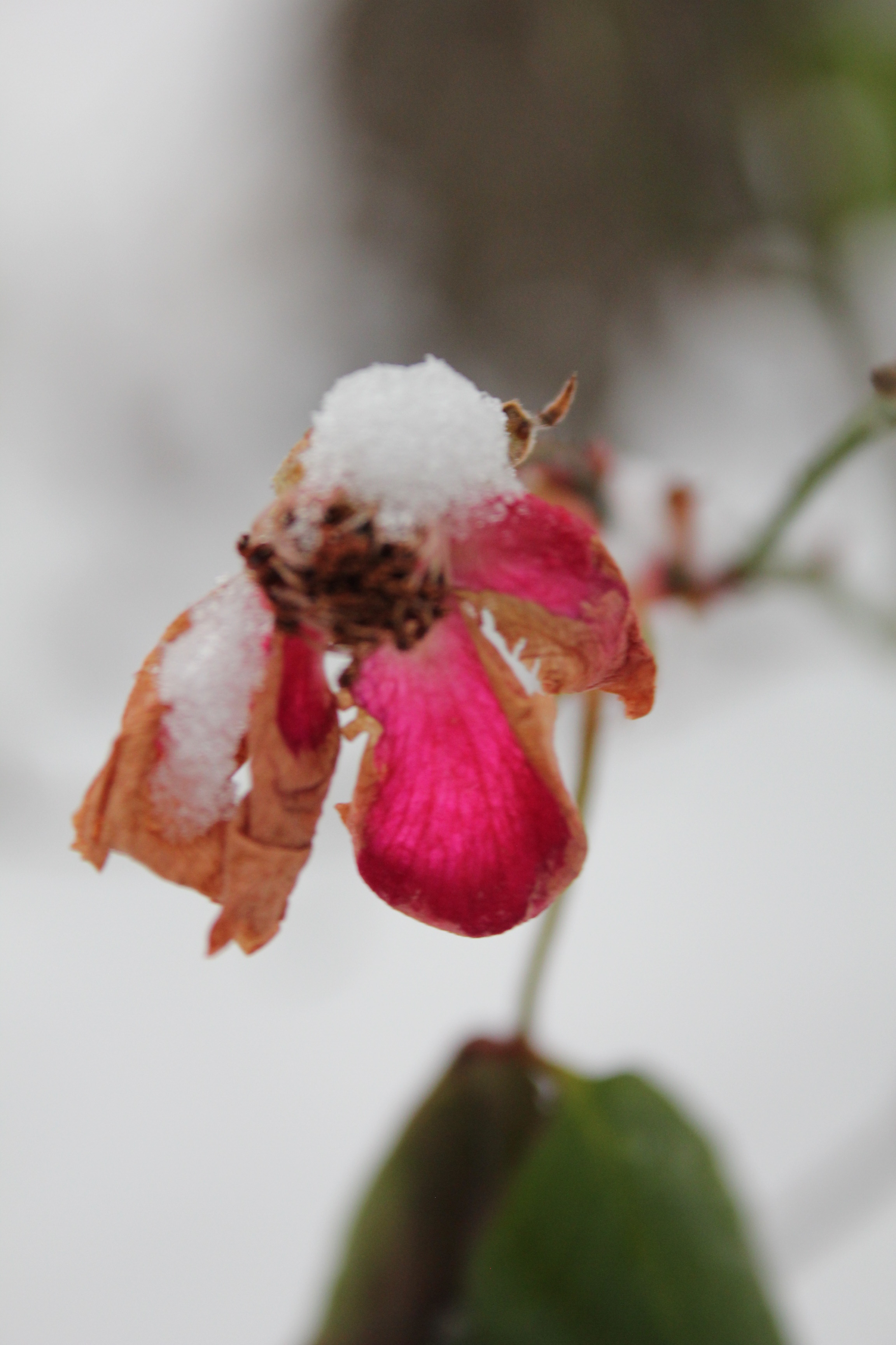 Winter Inspiration and T.S. Eliot – Amy Browning Fine Art